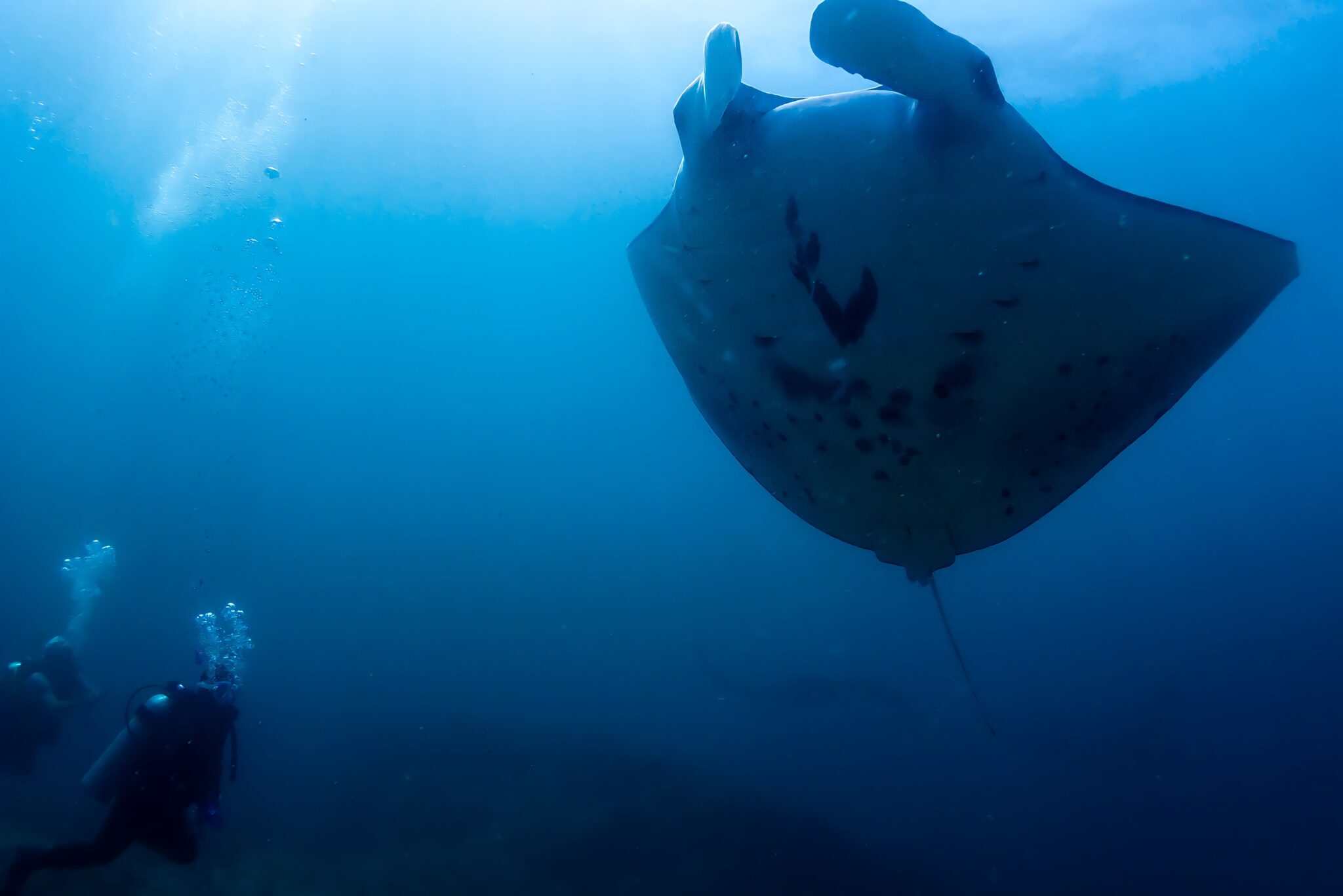 Manta Point – MANTA RAY dance of a lifetime
